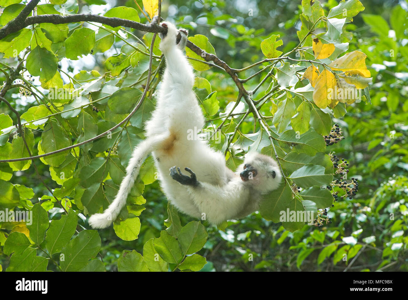 Silky Sifaka (Propithecus candidus), ENDANGERED, Marojejy National Park ...