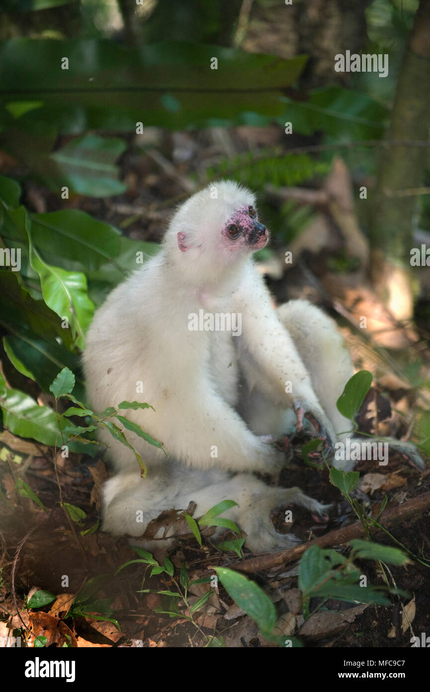 Silky Sifaka (Propithecus candidus) resting on forest floor ENDANGERED ...