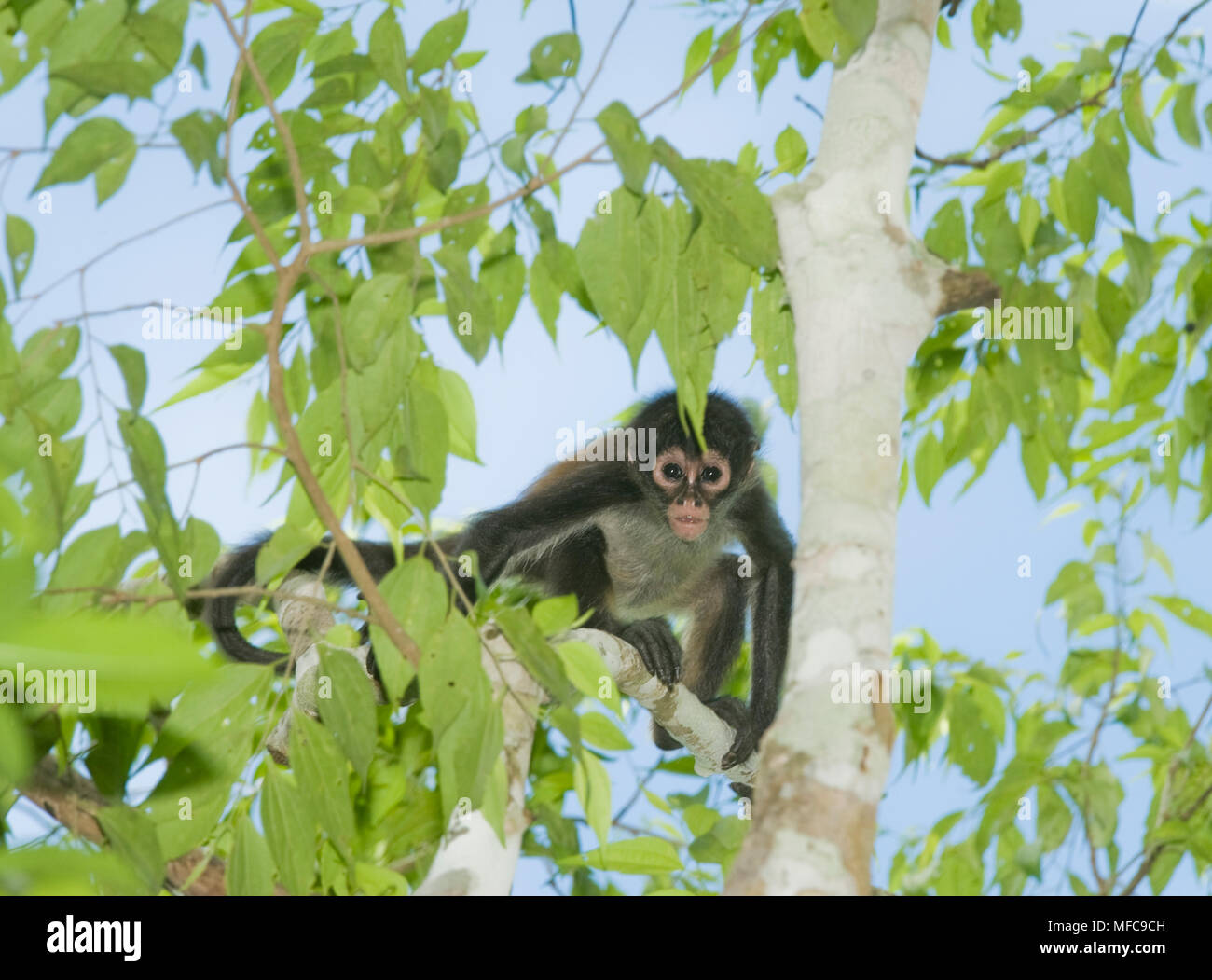 Yucatan Spider Monkey (Ateles geoffroyi yucatanensis), Curious baby ...