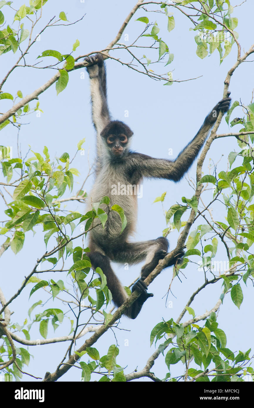 Yucatan Spider Monkey (Ateles geoffroyi yucatanensis), Calakmul ...