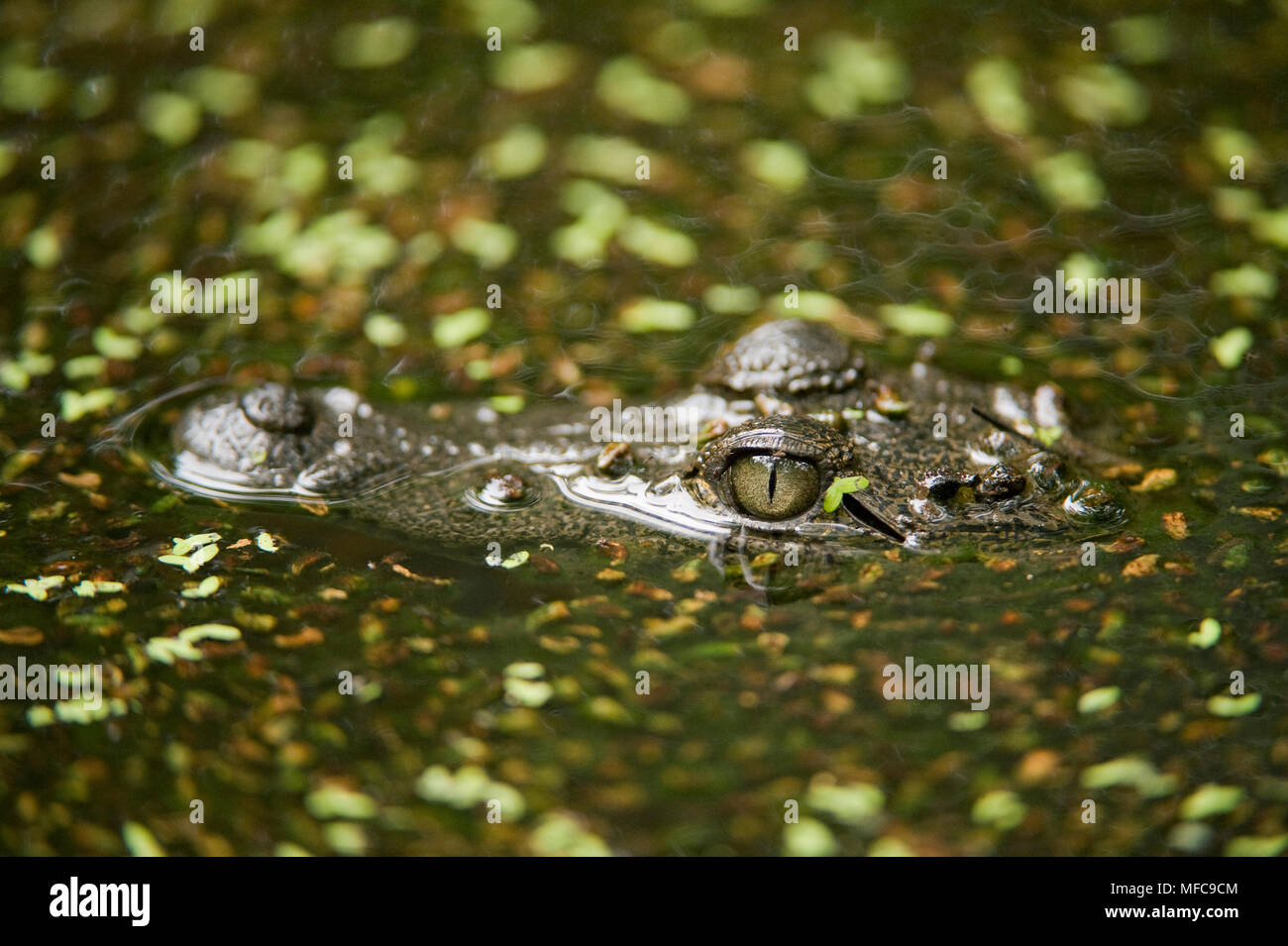 Mexican crocodiles hi-res stock photography and images - Alamy