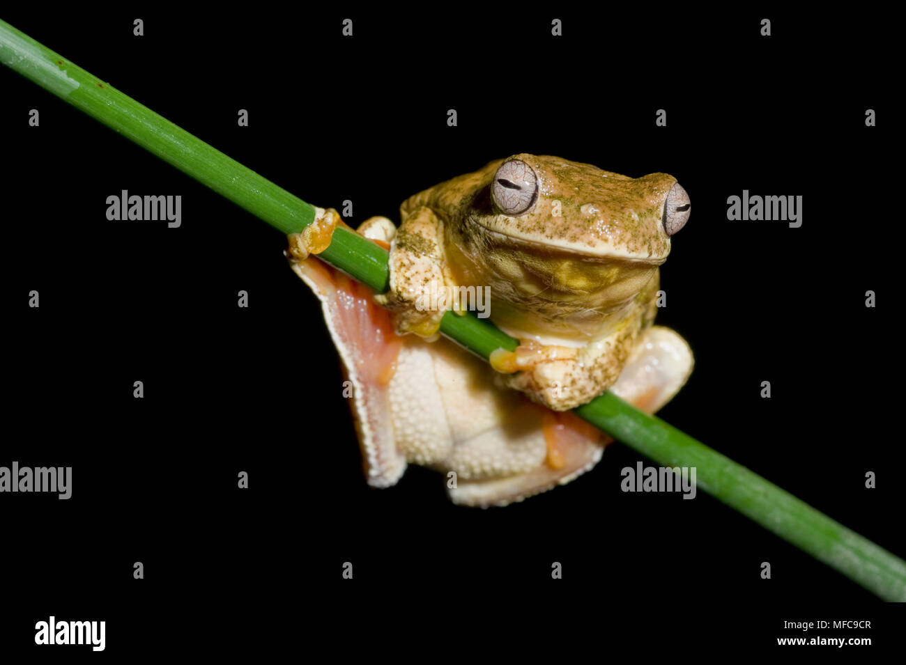 Loquax hi-res stock photography and images - Alamy
