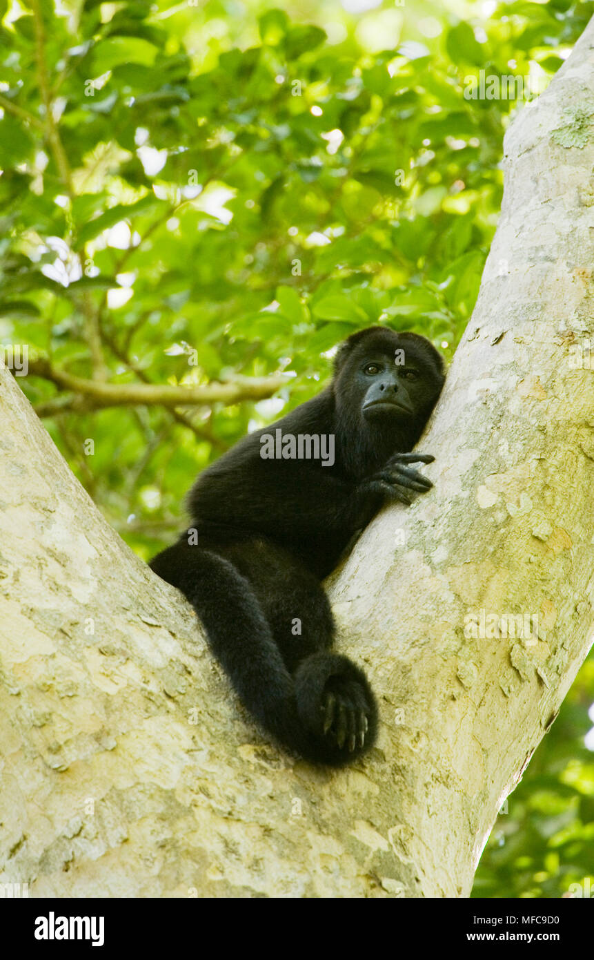 Black howler monkey mexico hi-res stock photography and images - Alamy