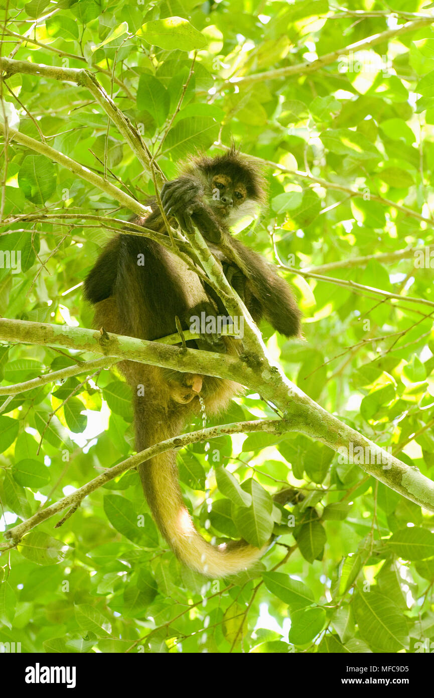 Yucatan Spider Monkey (Ateles geoffroyi yucatanensis) Urinating ...