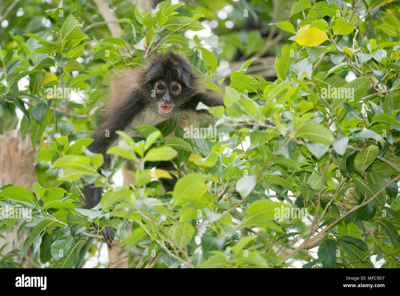 Calakmul biosphere reserve, animal hi-res stock photography and images ...