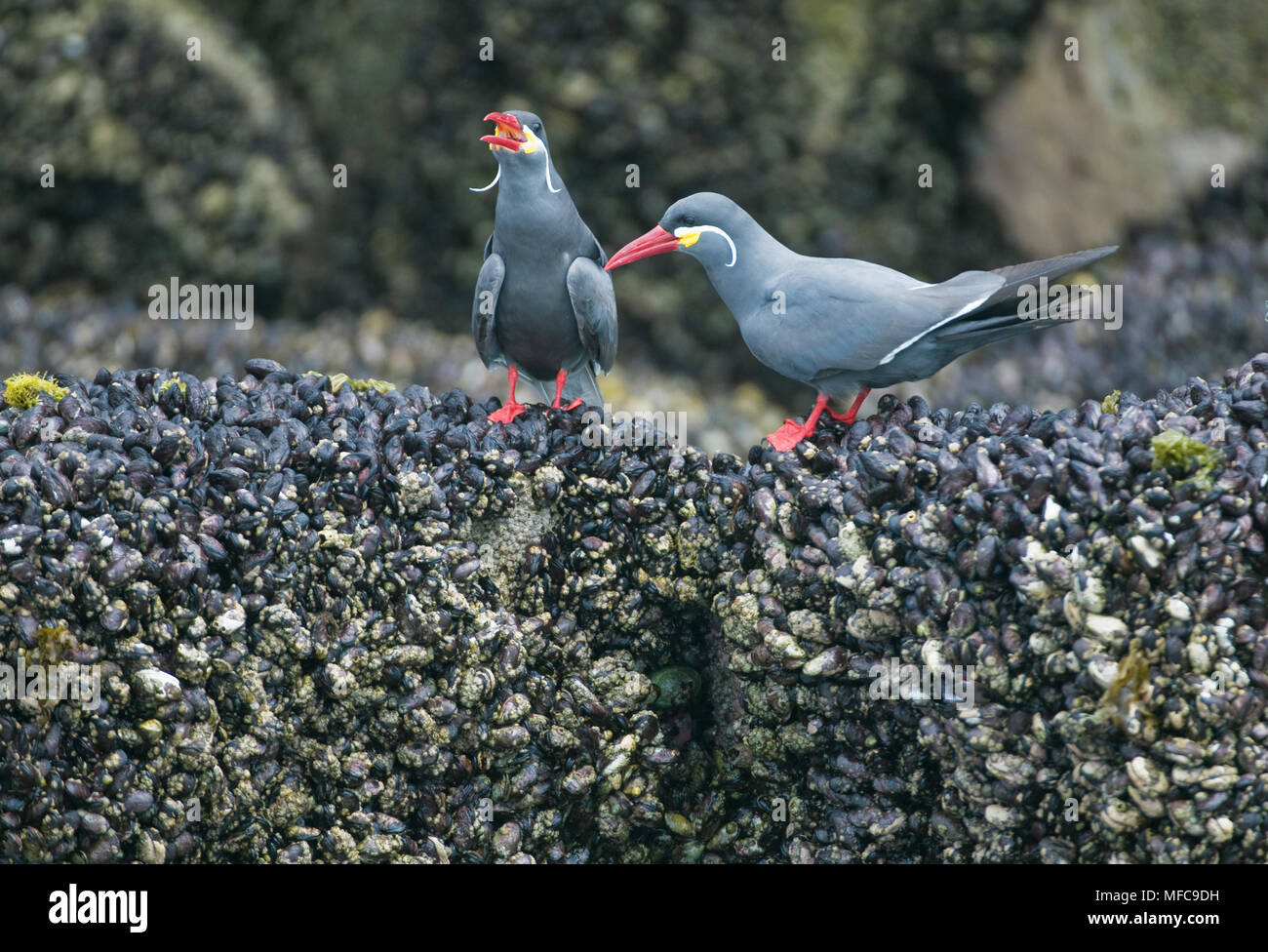 Larosterna inca pucusana peru hi-res stock photography and images - Alamy