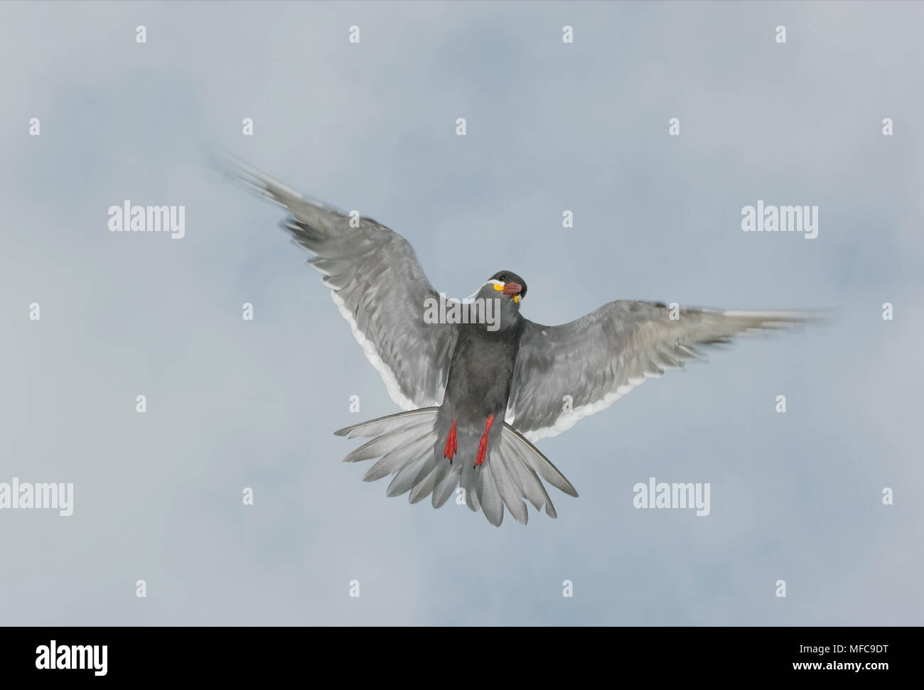 Inca Tern (Larosterna inca) WILD, in flight, Pucusana , Peru Stock ...