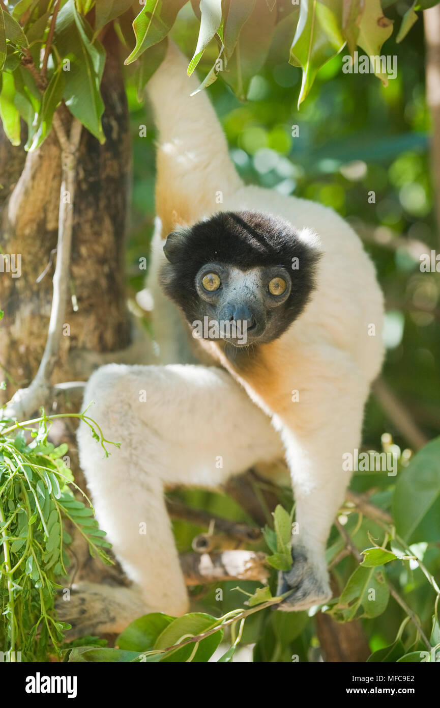 Crowned Sifaka Lemur (Propithecus coronatus) ENDANGERED, Madagascar ...