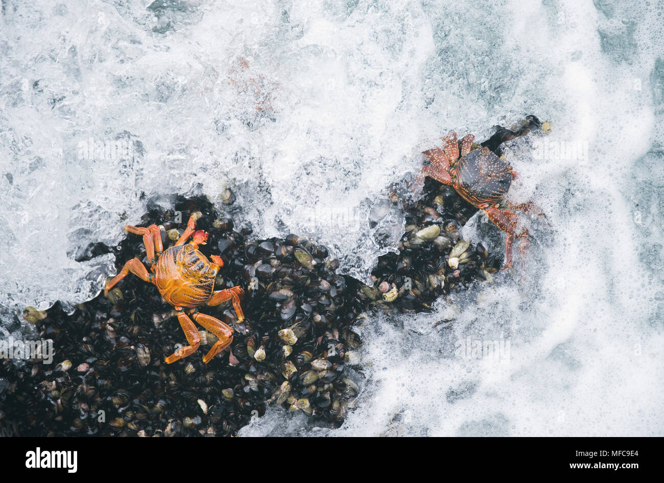 Crab in peru hi-res stock photography and images - Alamy