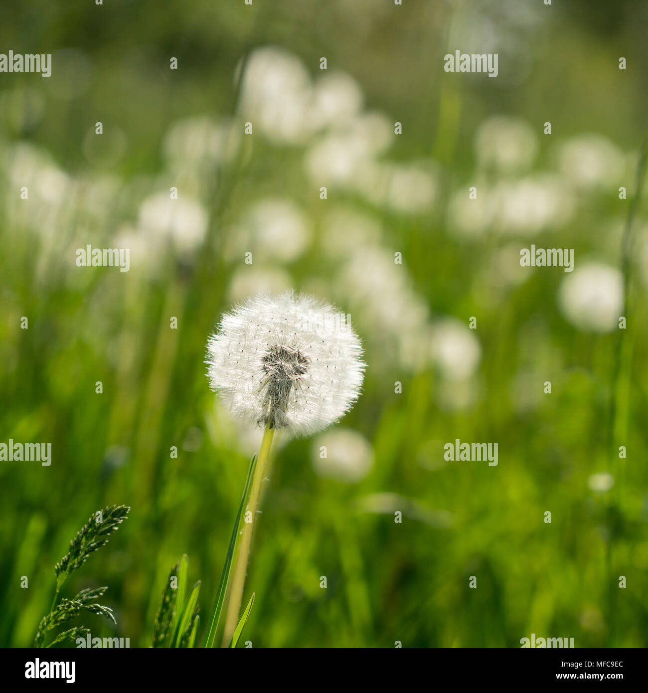 some common Dandelion flowers in the meadow at spring Stock Photo - Alamy