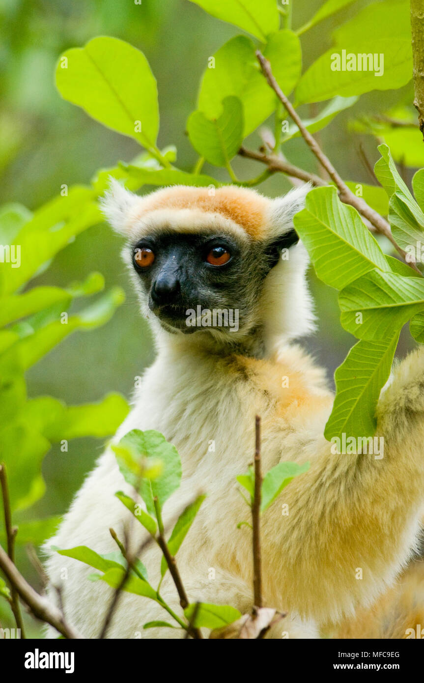 Golden-crowned sifaka (Propithecus tattersallli) Fenamby Reserve ...