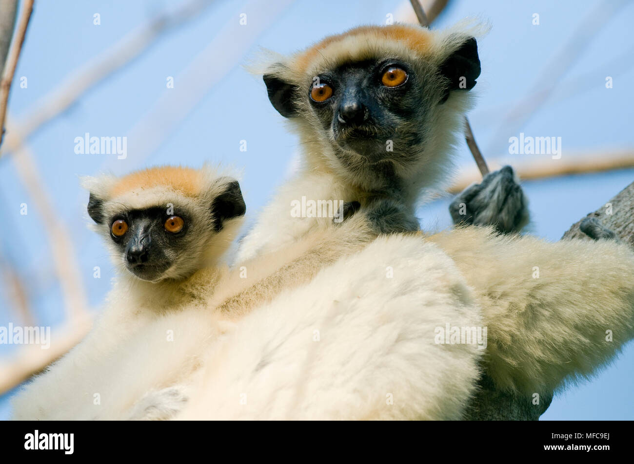 Golden Crowned Sifaka