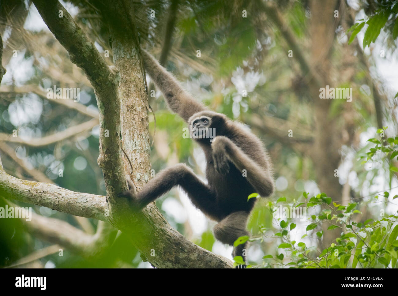 Western Hoolock Gibbon (Hoolock hoolock) Young female moving through ...