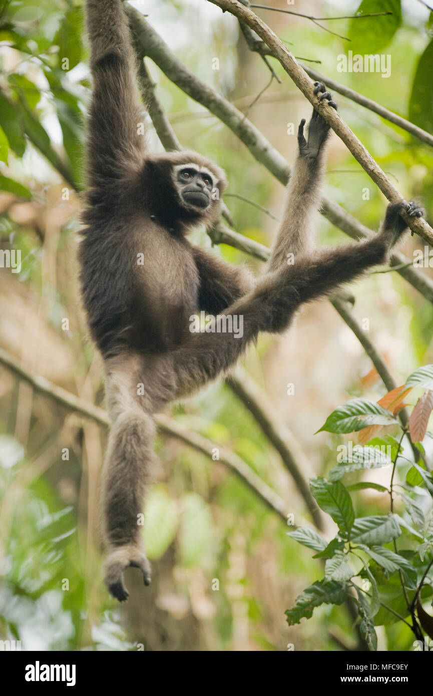 Hoolock gibbon hi-res stock photography and images - Alamy