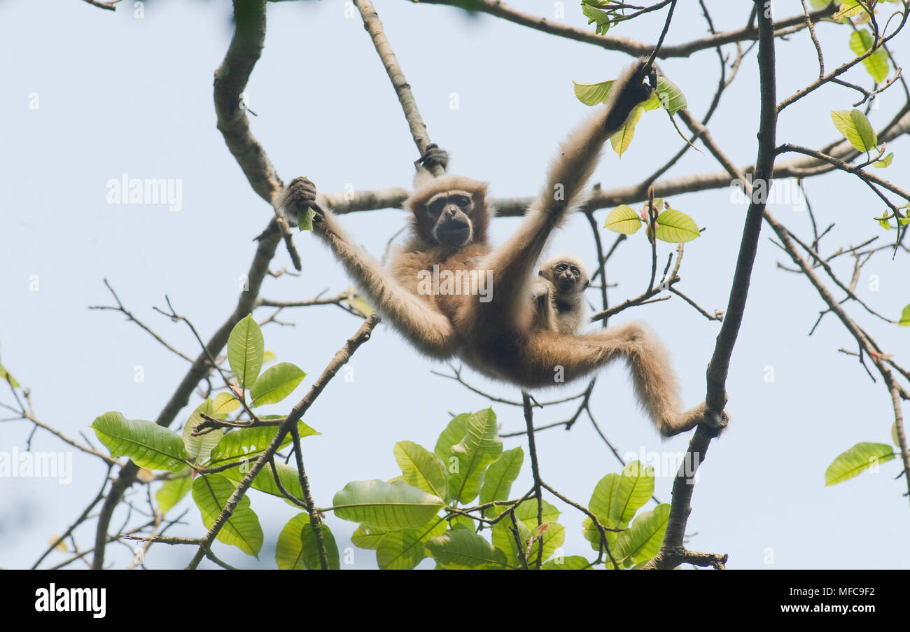 Western Hoolock Gibbon (Hoolock hoolock) mother with young, Gibbon ...