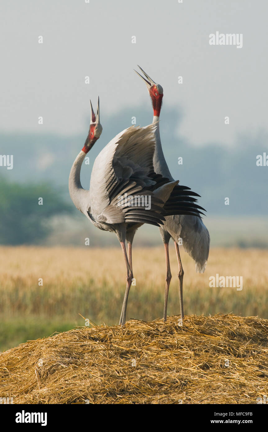 Indian dance agra hi-res stock photography and images - Alamy