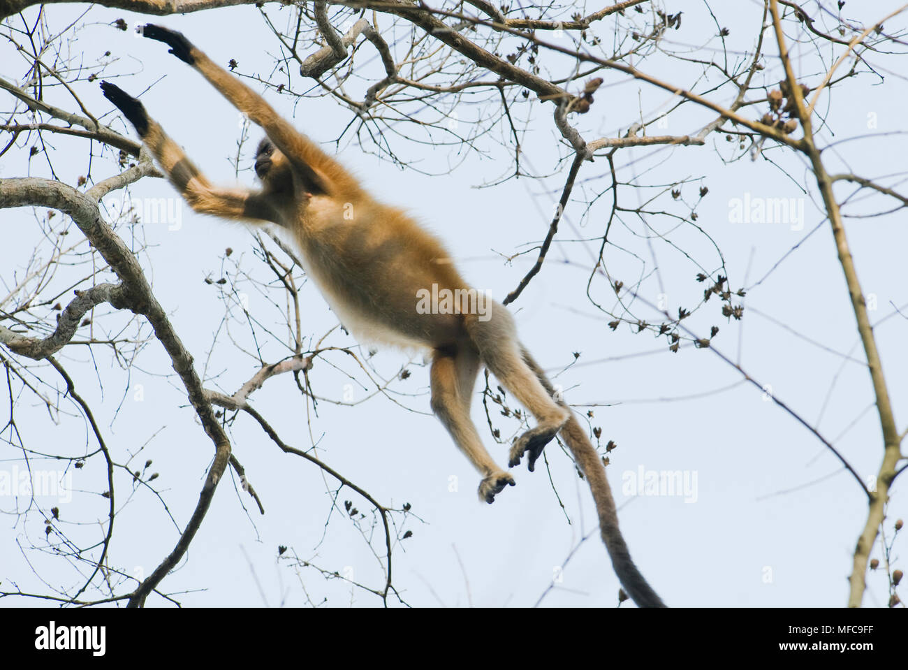 Orange-bellied Capped Langur (Trachypithecus pileatus durga) leaping ...