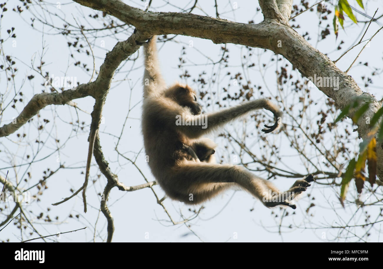 Western Hoolock Gibbon (Hoolock hoolock) mother with young, Gibbon ...