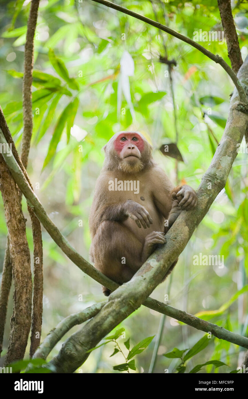 Stump-tailed Macaque (Macaca arctoides) male, Gibbon Sanctuary, Assam ...