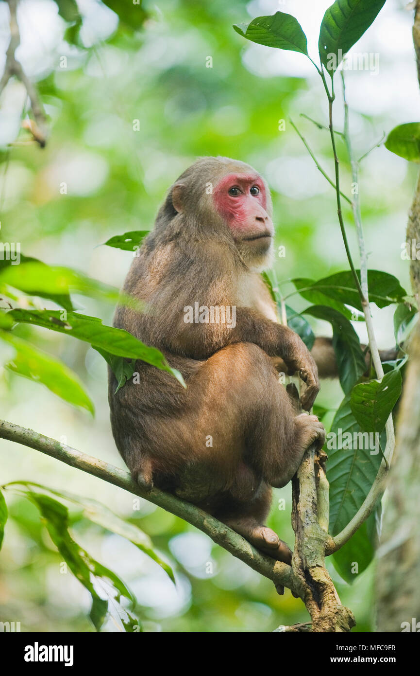 Stump-tailed Macaque (Macaca arctoides) Gibbon Sanctuary, Assam, India ...