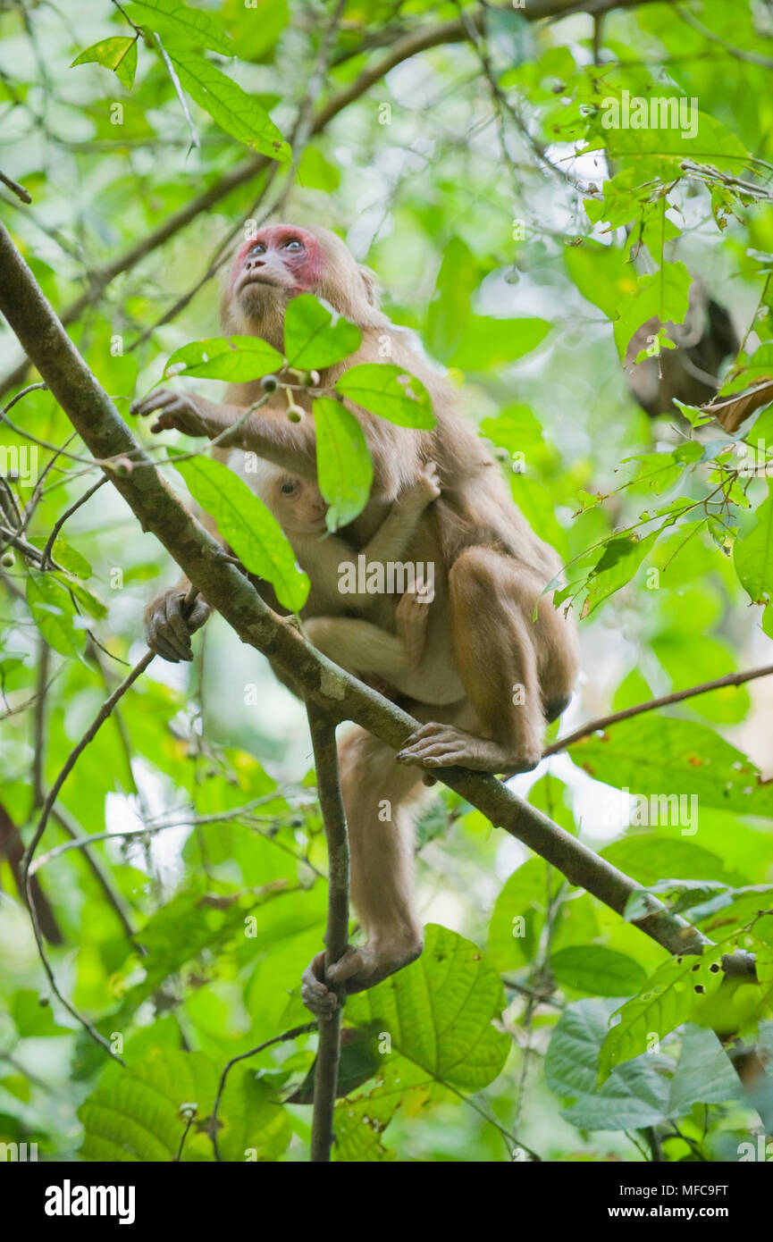 Stump-tailed Macaque (Macaca arctoides) Mother & Infant, Gibbon ...