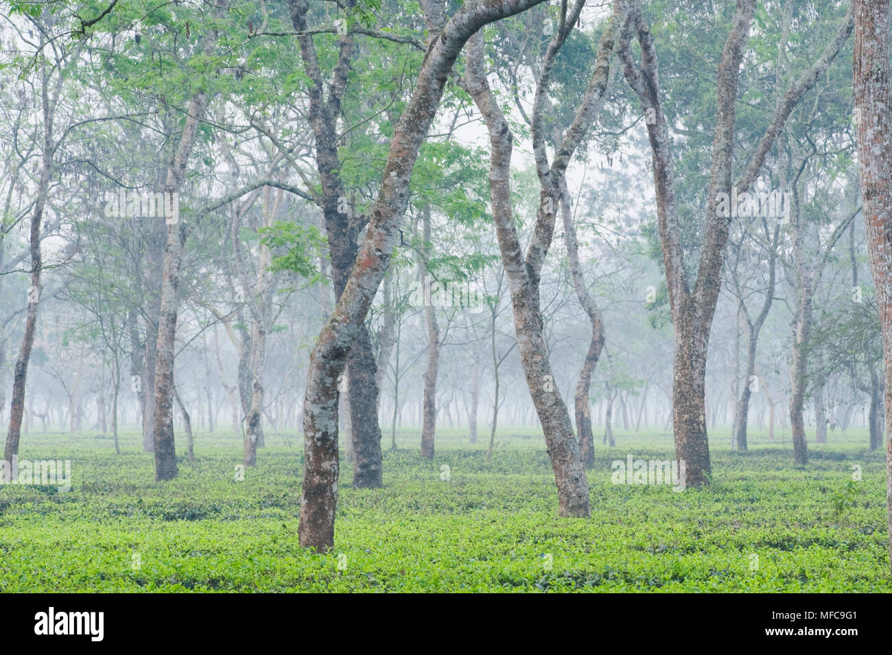 Tea Plantations, Assam, India Stock Photo - Alamy