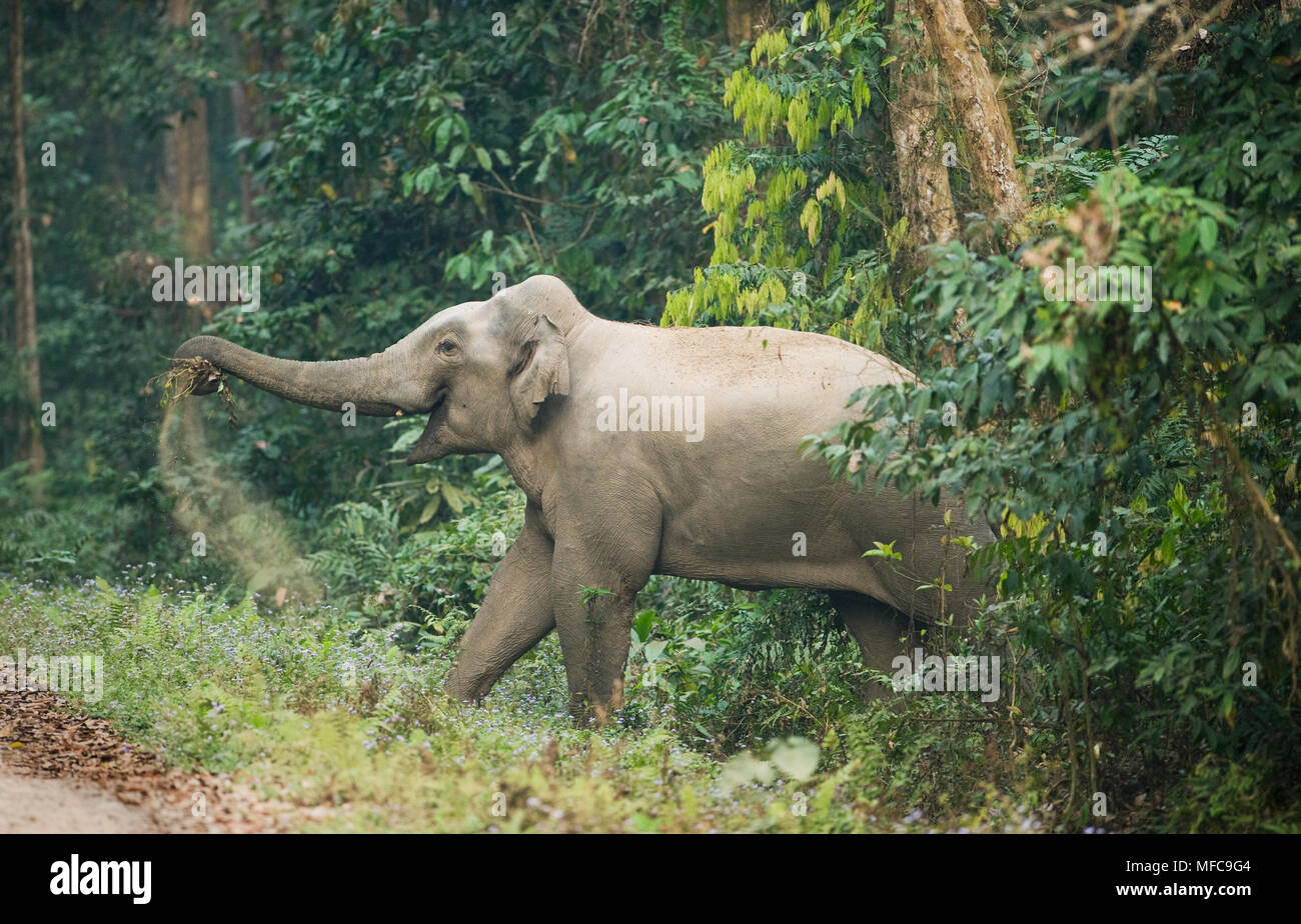 Asian Elephant (Elephas maximus) grabbing clump of grass for dusting ...