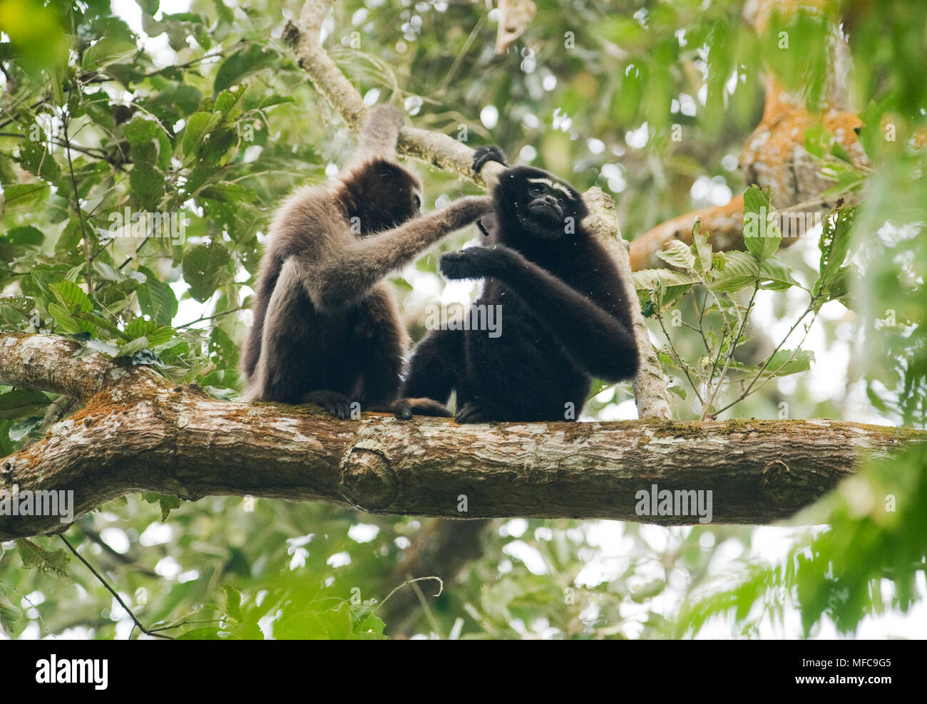 Western Hoolock Gibbon (Hoolock hoolock) female grooming male, Gibbon ...
