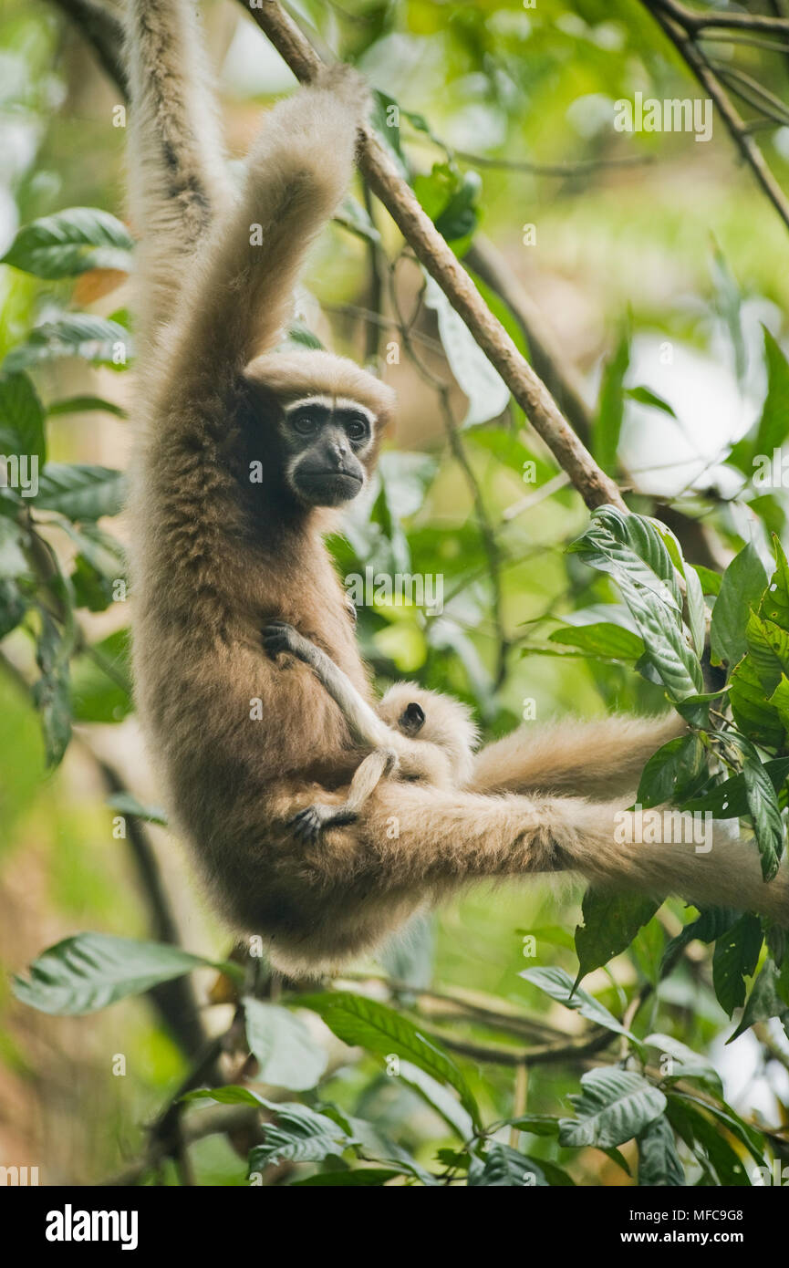 Western Hoolock Gibbon (Hoolock hoolock) mother with young, Gibbon ...