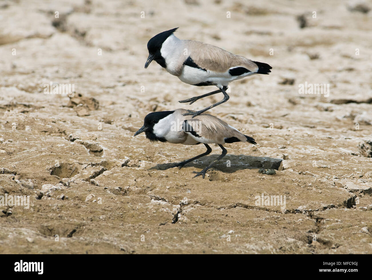 Mating couples hi-res stock photography and images - Alamy