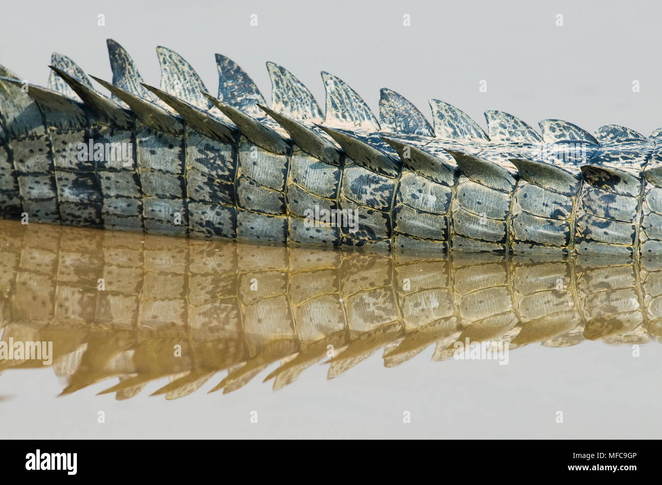 Gharial (Gavialis gangeticus) tail detail, Chambal National Sanctuary ...