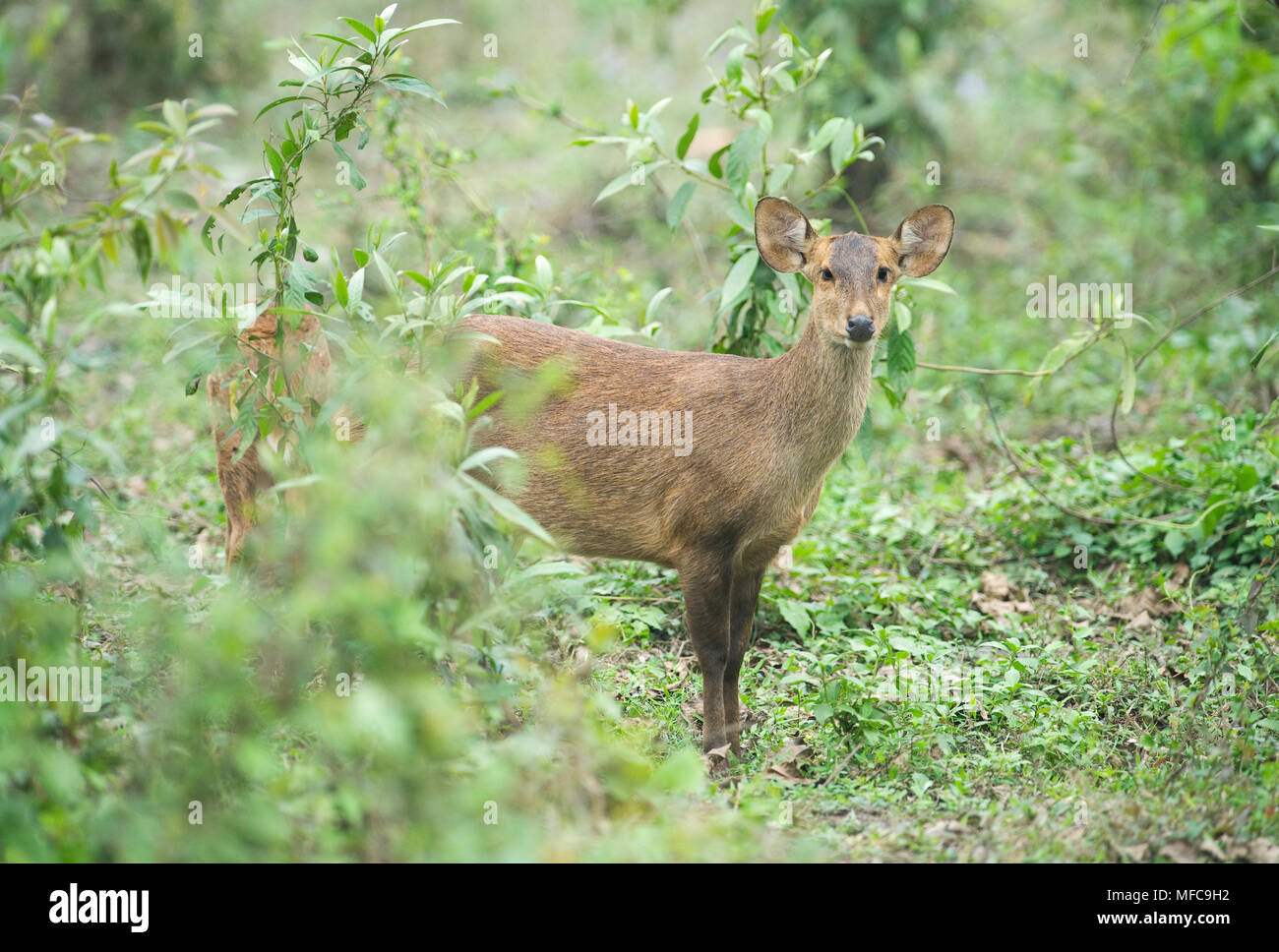 Hog Deer (Axis porcinus) Female, Kaziranga National Park, Assam, India ...