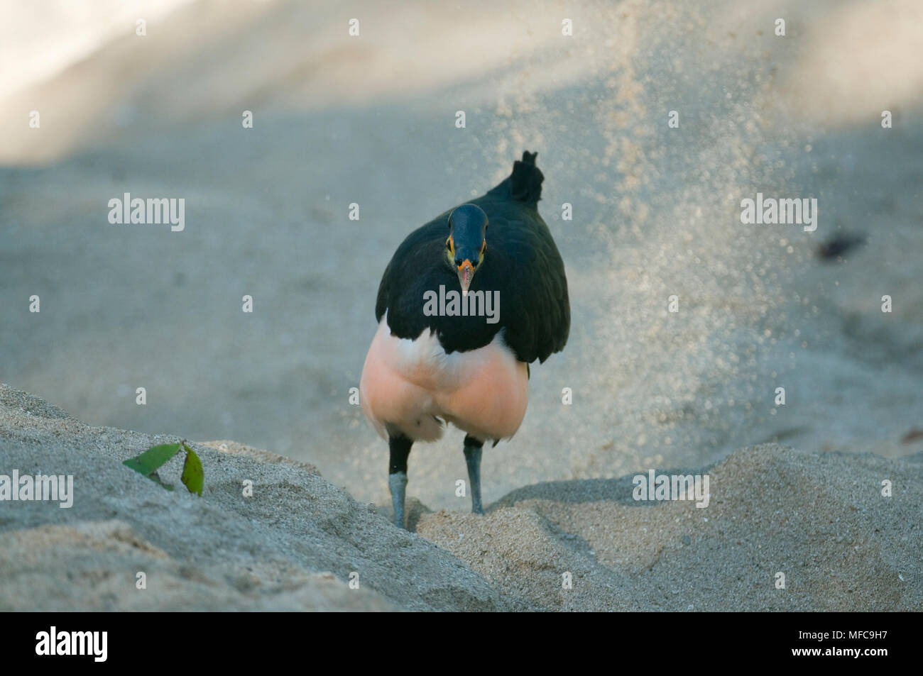 Maleo megapode macrocephalon maleo hi-res stock photography and images ...