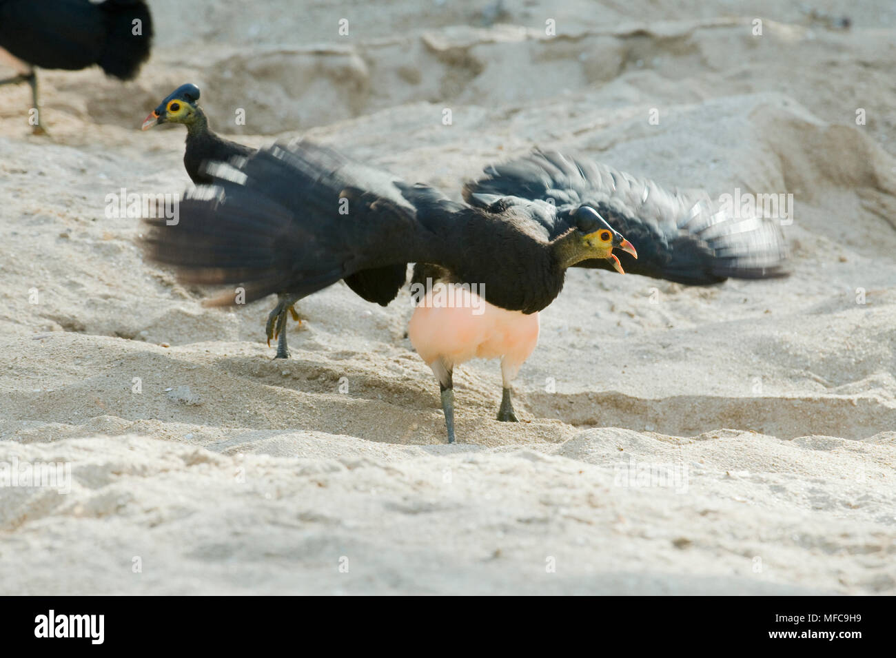 Maleo (Macrocephalon maleo) Megapode bird endemic to Sulawesi ...