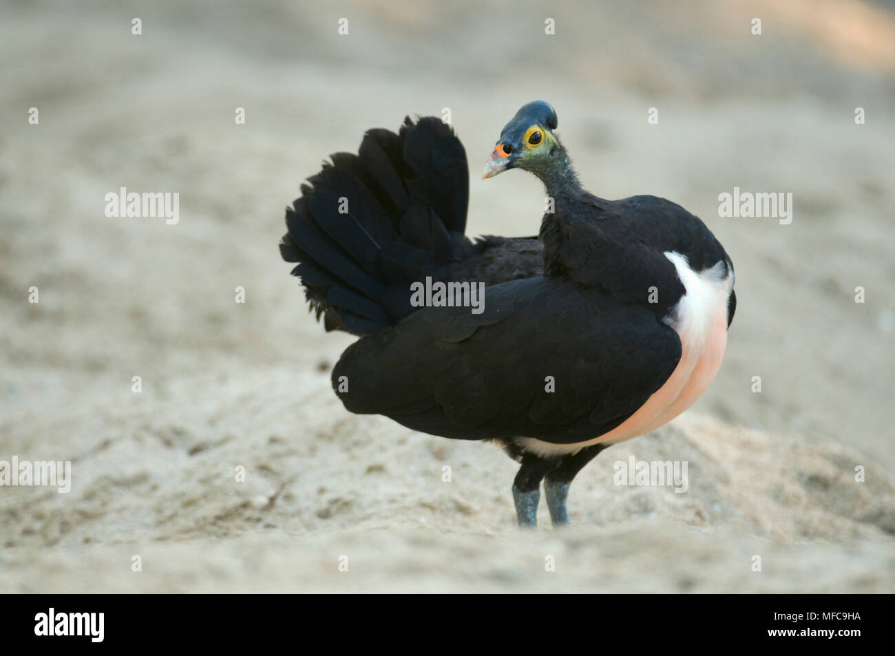 Maleo (Macrocephalon maleo) Megapode, bird endemic to Sulawesi ...