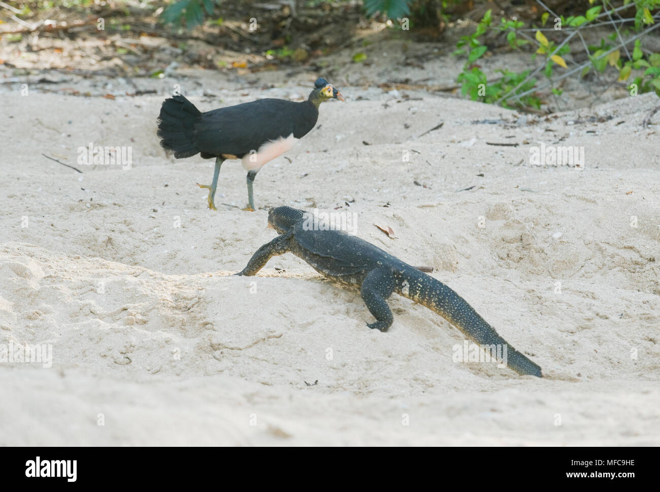 Maleo (Macrocephalon maleo) Megapode, bird endemic to Sulawesi ...