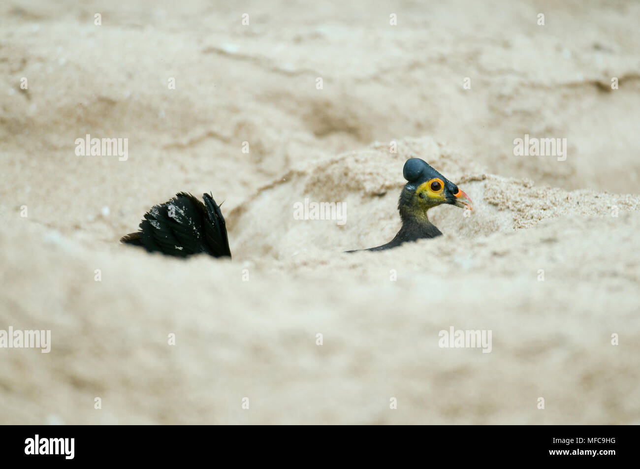 Megapode eggs hi-res stock photography and images - Alamy