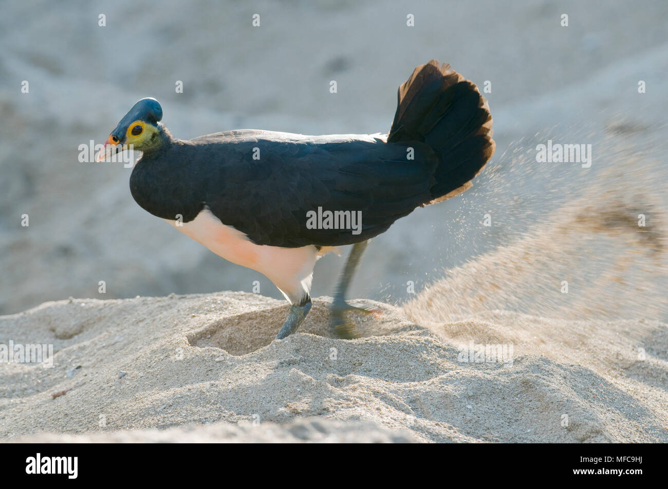 Maleo (Macrocephalon maleo) Megapode, bird endemic to Sulawesi ...