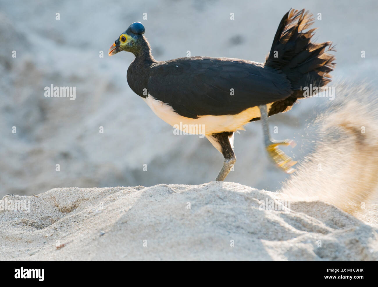 Maleo (Macrocephalon maleo) Megapode bird endemic to Sulawesi ...