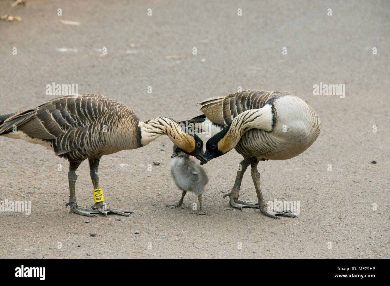 Rarest birds hi-res stock photography and images - Alamy