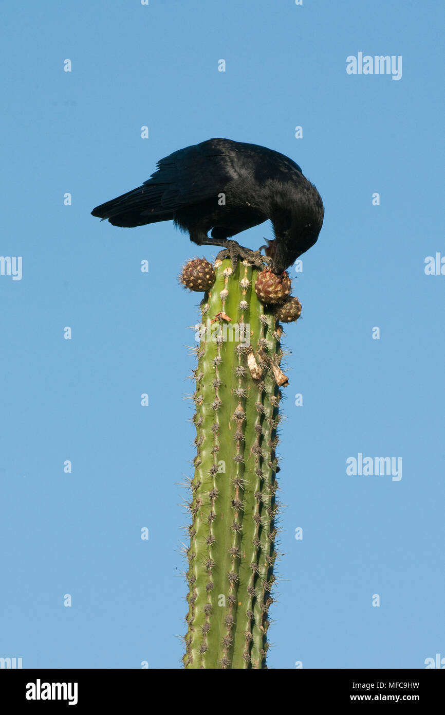 Corvus palmarum hi-res stock photography and images - Alamy