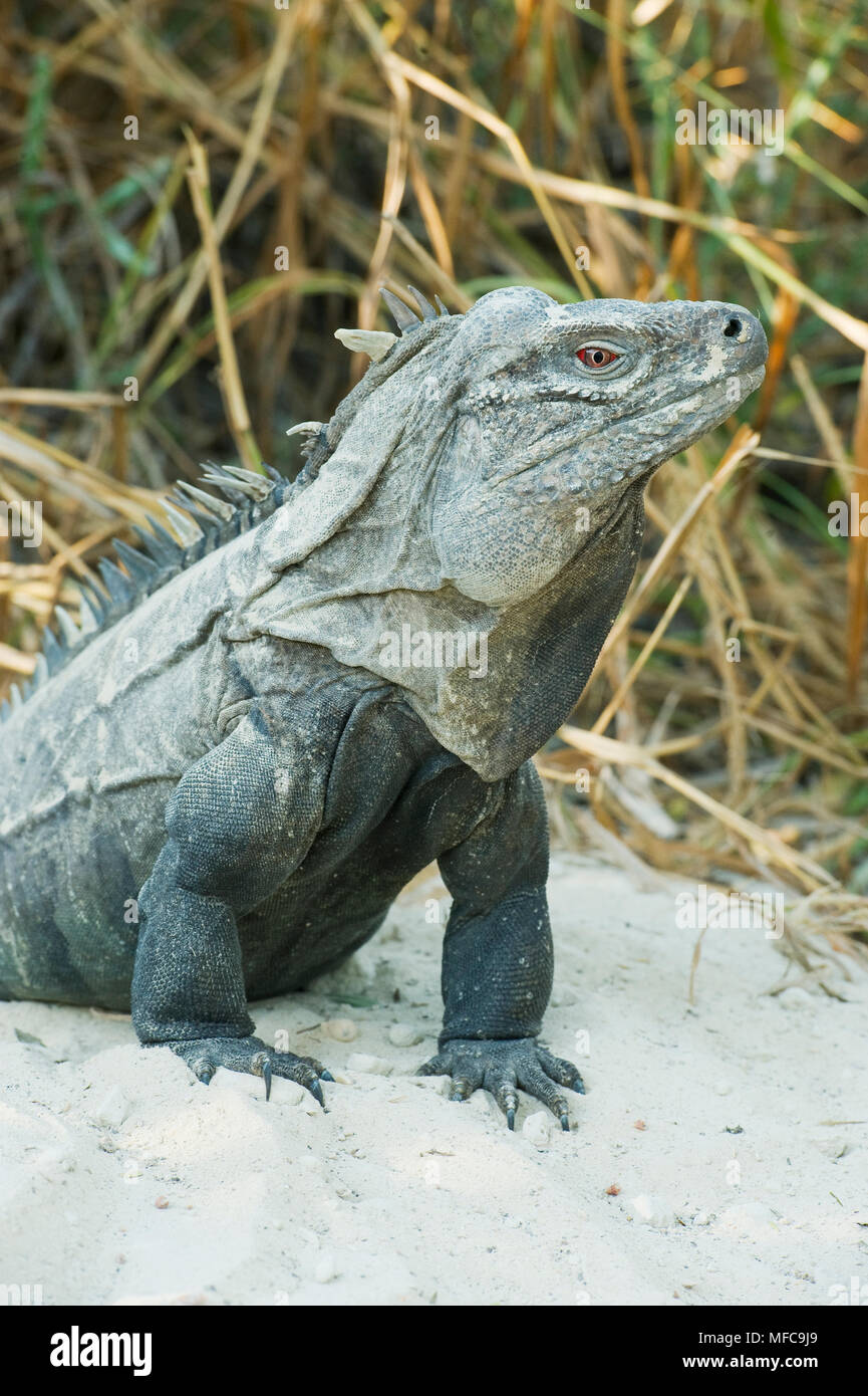 Ricordi's or Hispaniolan Ground Iguana, (Cyclura ricordii), Critically ...