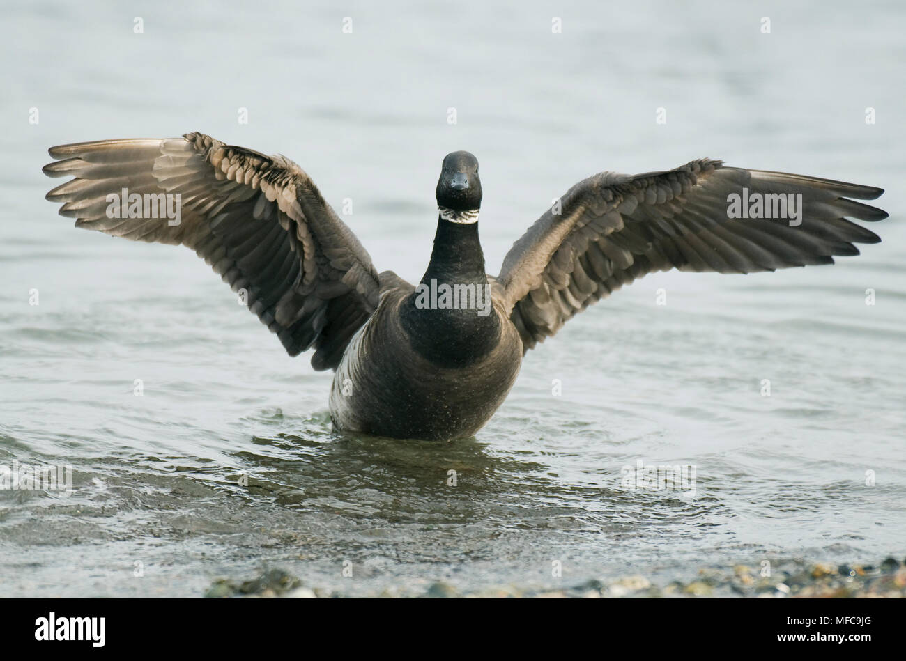 Black brant nigricans hi-res stock photography and images - Alamy