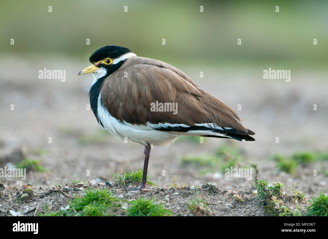 Banded Lapwing (Vanellus tricolor) Non-breeding, Rottnest Island, Perth ...