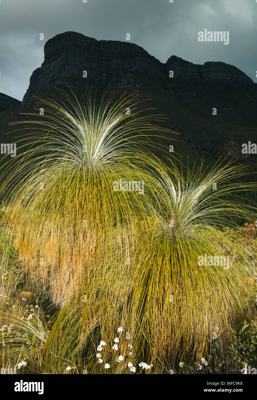 Grass Tree (Kingia australis) Endemic to Western Australia, Stirling ...