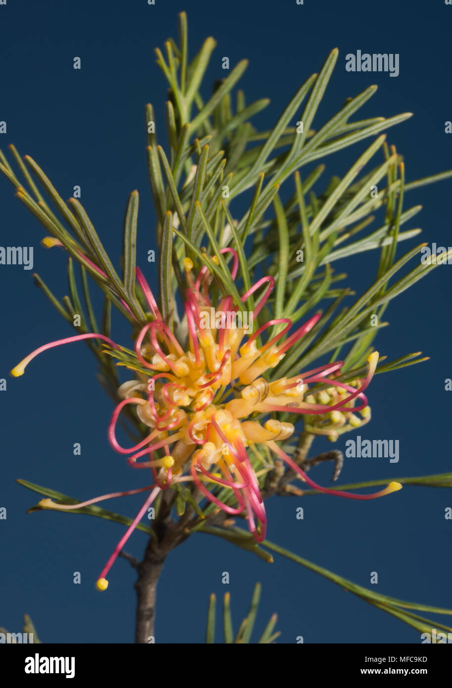 Grevillea grevillea sp hi-res stock photography and images - Alamy