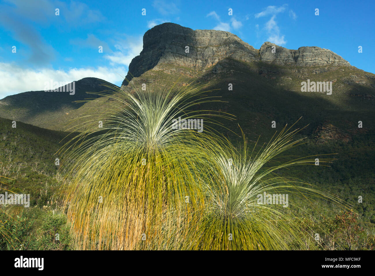 Grass Tree (Kingia australis) Endemic to Western Australia, Stirling ...