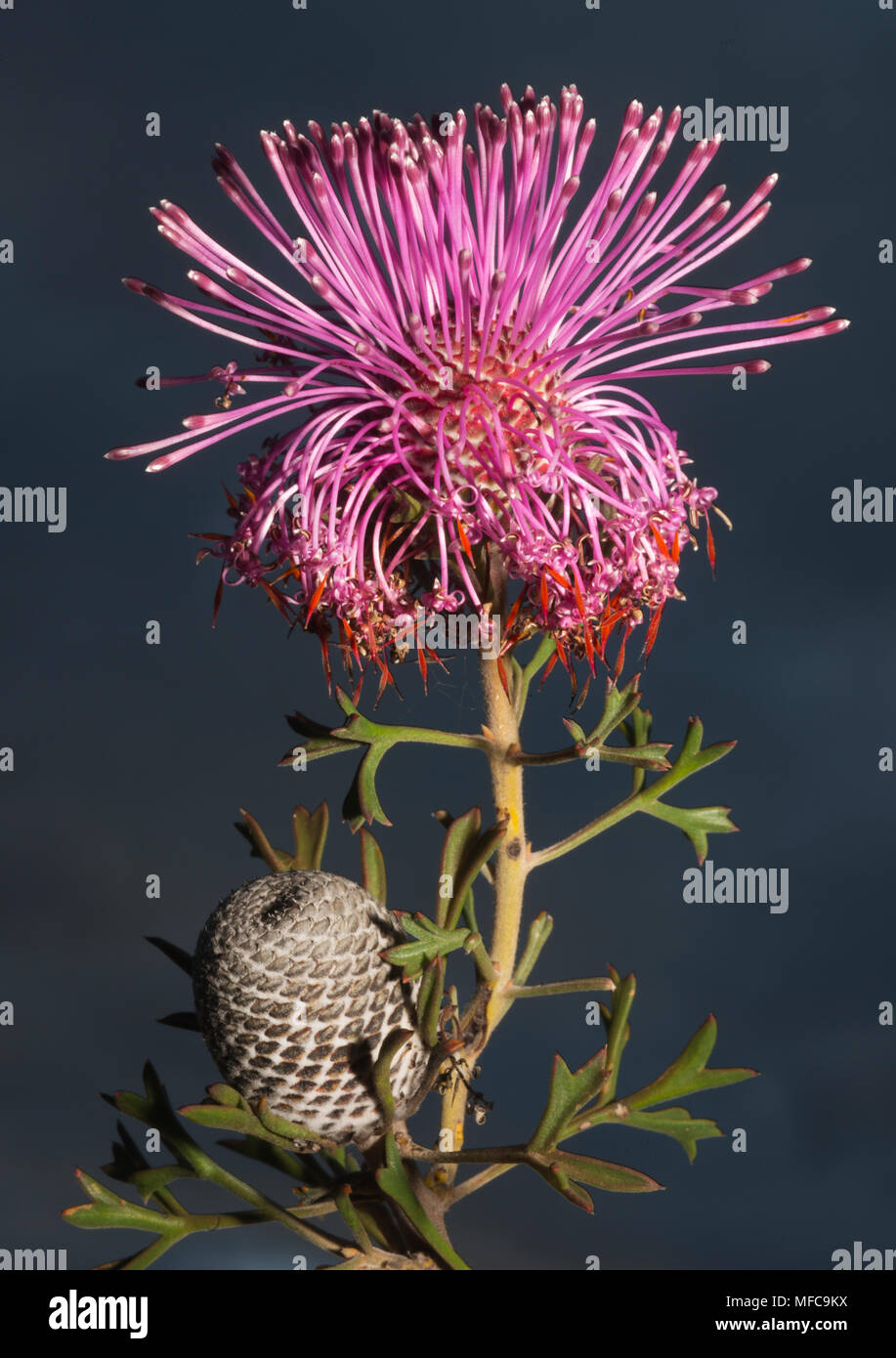 Isopogon hi-res stock photography and images - Alamy