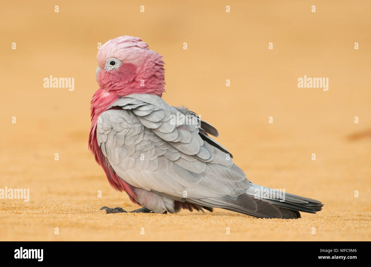 Desert cockatoo hi-res stock photography and images - Alamy