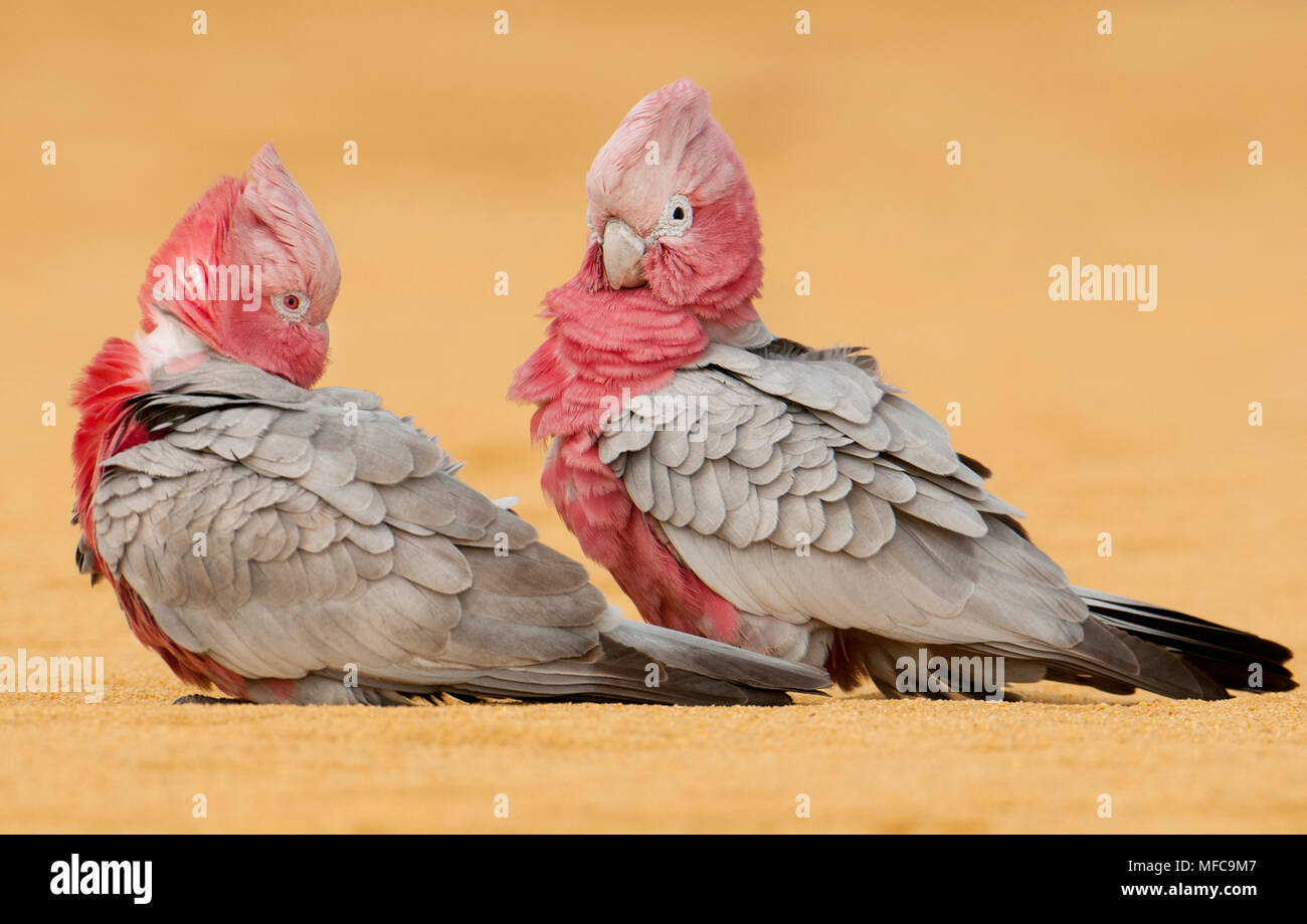 Rose schäfer hi-res stock photography and images - Alamy